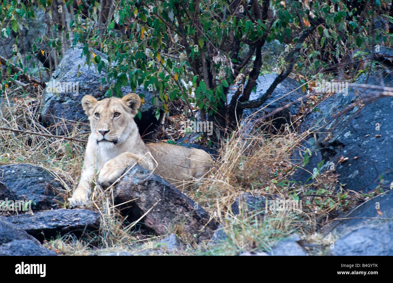 Tanzania Serengeti National Park Lobo area a lion panthera leo Stock ...