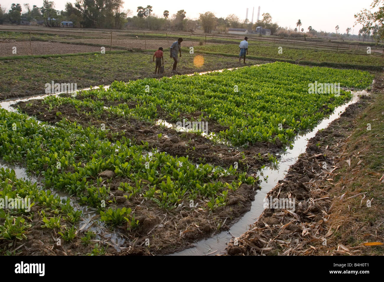 Potato Cultivation in Rural India Stock Photo - Alamy