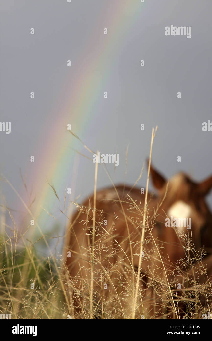 Rainbow horse hi-res stock photography and images - Alamy