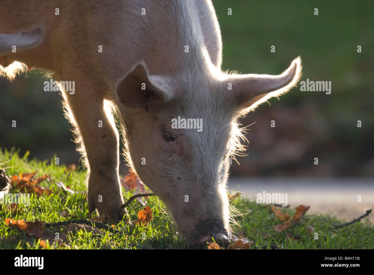 Pig eyes hi-res stock photography and images - Alamy