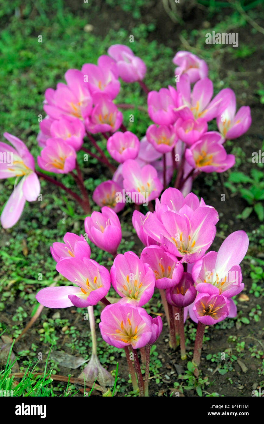 Colchicum speciosum atrorubens autumn crocus dark pink hi-res stock ...