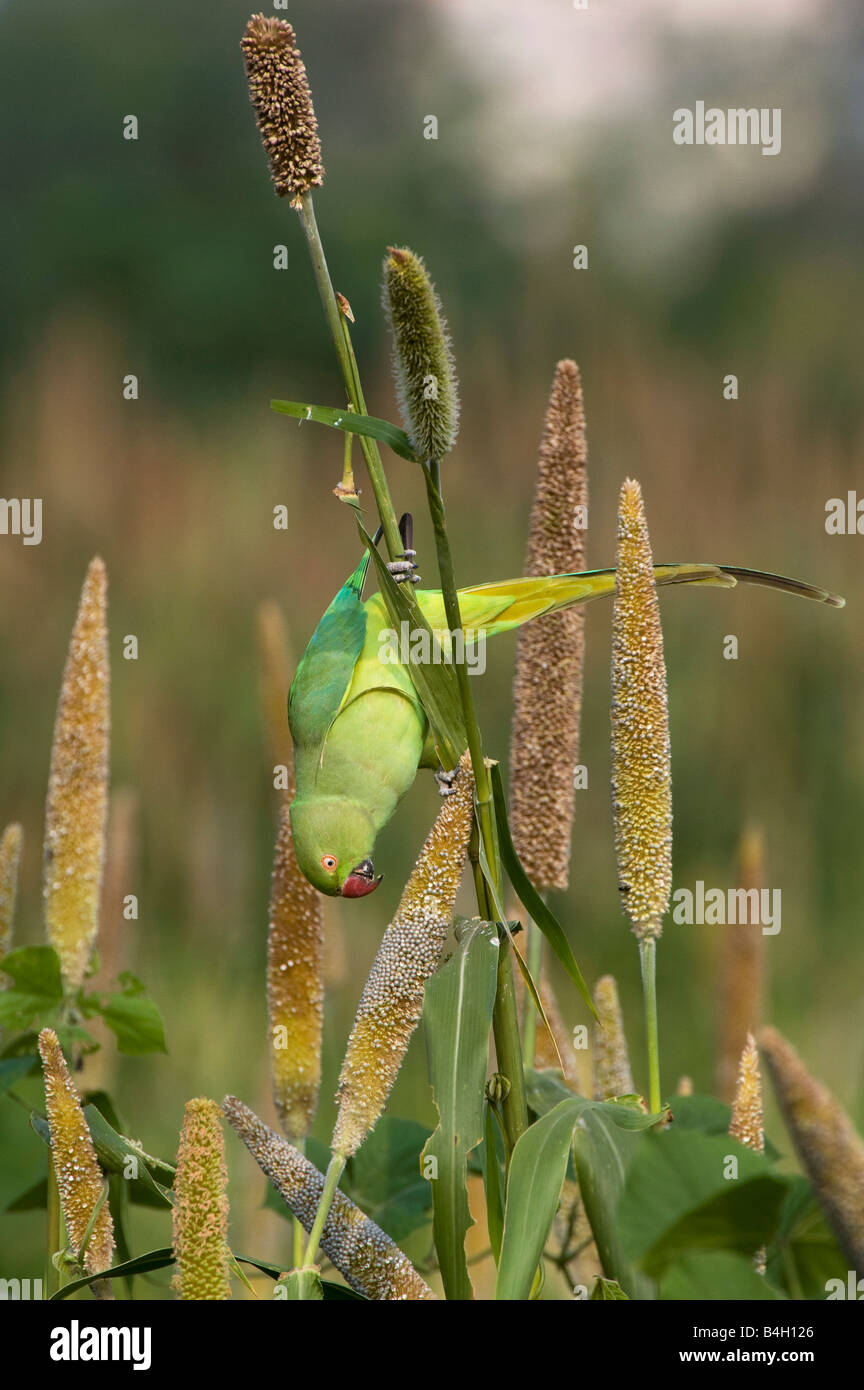 Indian millet crop raided by parakeets hi-res stock photography and ...