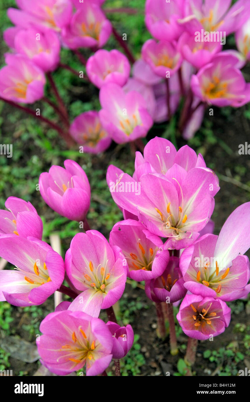 COLCHICUM SPECIOSUM ATRORUBENS AUTUMN CROCUS Stock Photo - Alamy
