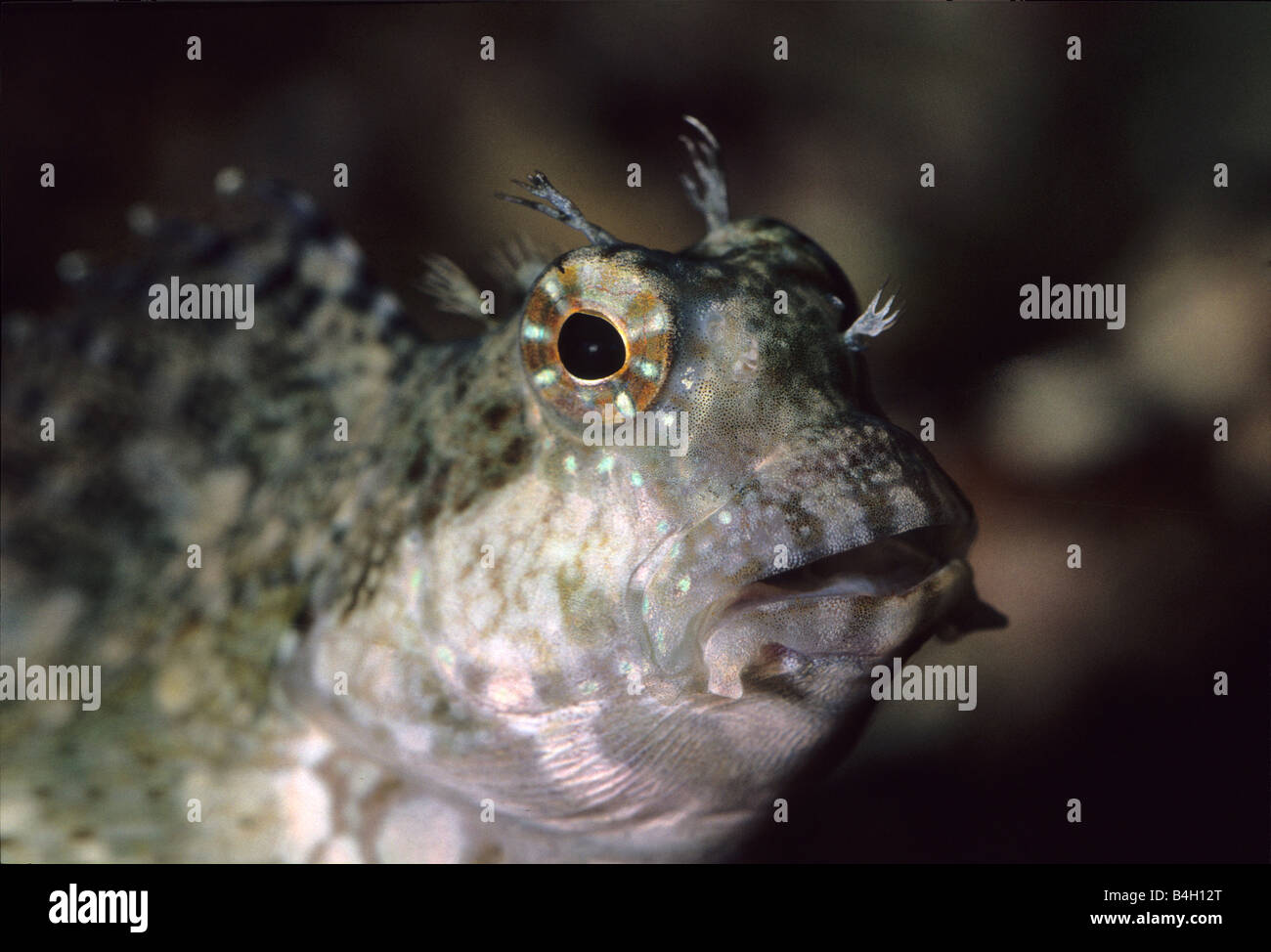 Salarias hi-res stock photography and images - Alamy