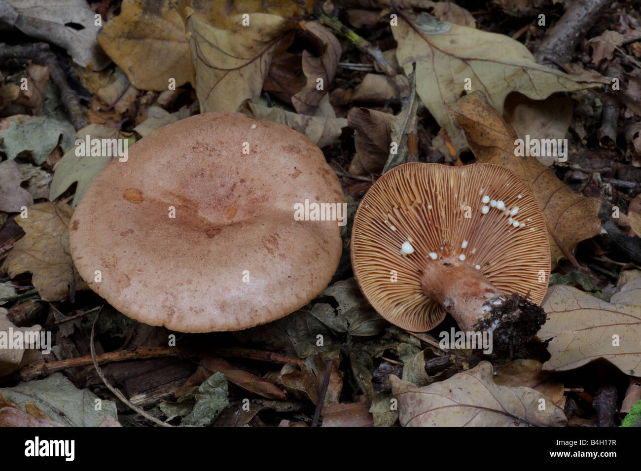 Lactarius quietus hi-res stock photography and images - Alamy