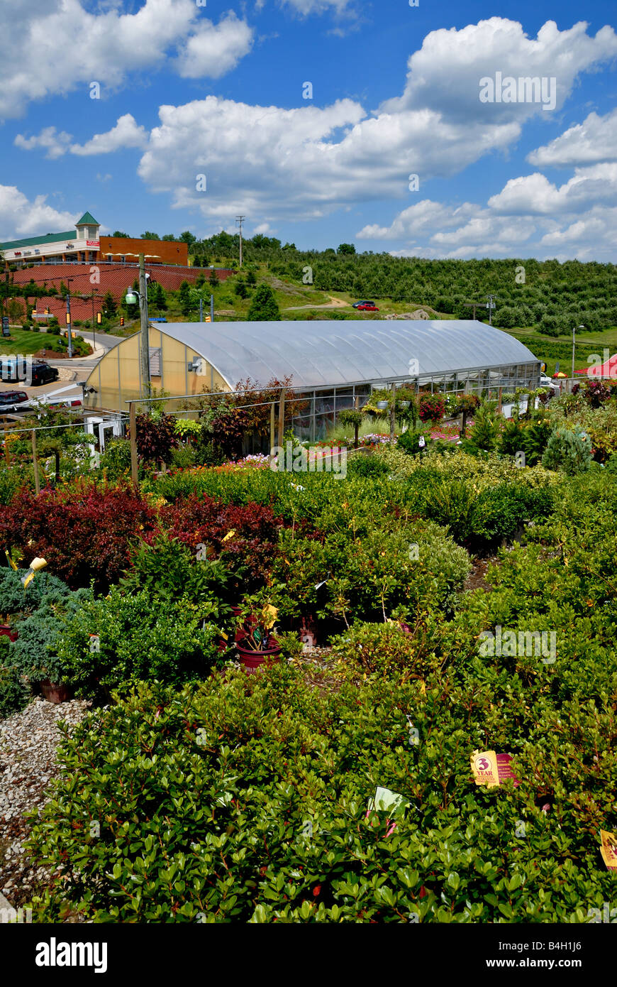 A sea of shrubbery surrounds one of the many greenhouses at Soergel ...