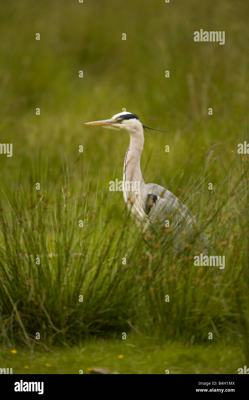 Grey Heron, Scotland Stock Photo - Alamy