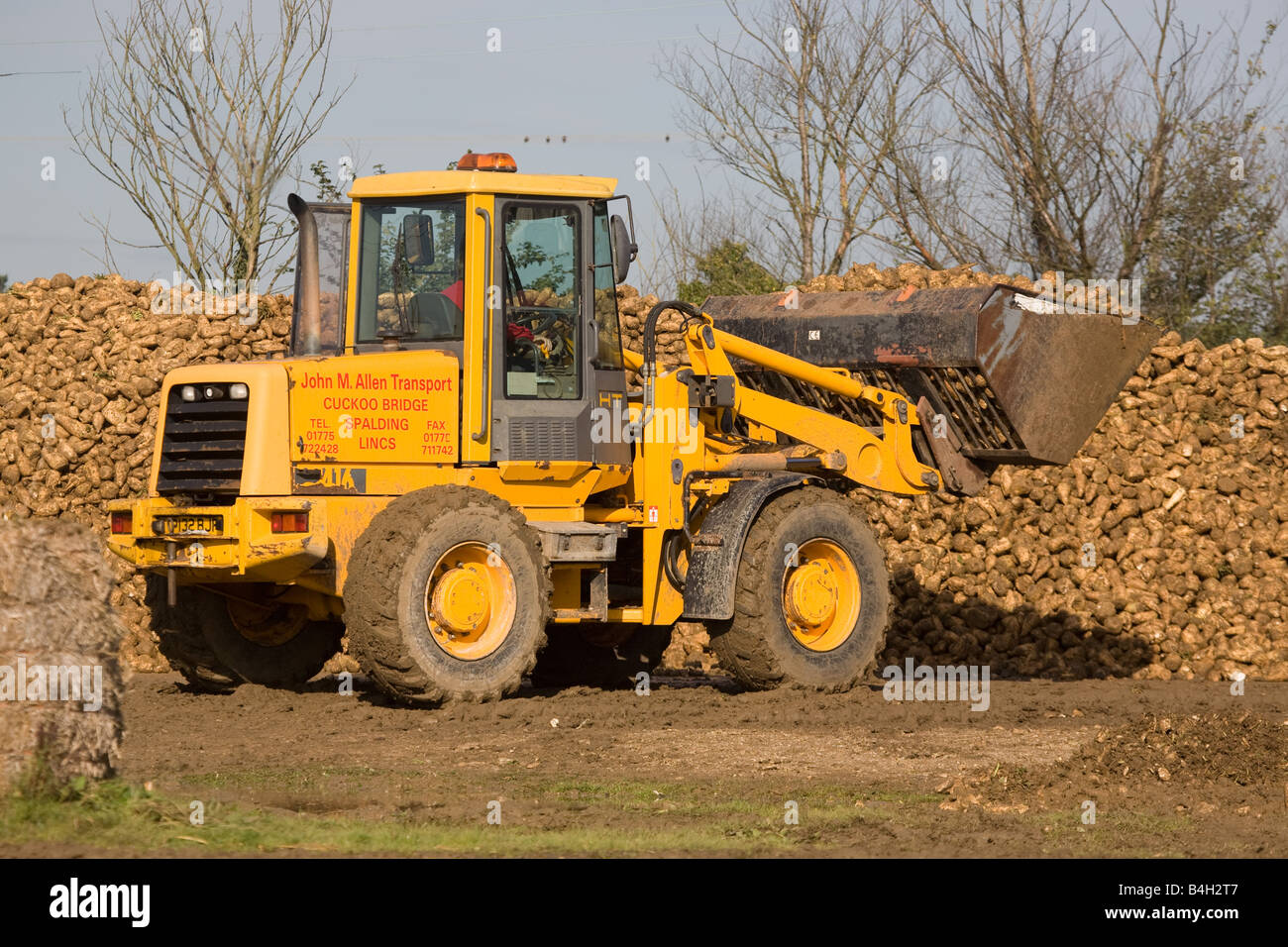 Loading Sugar Beet In A Truck Ready To Go To The Beet Factory Stock ...