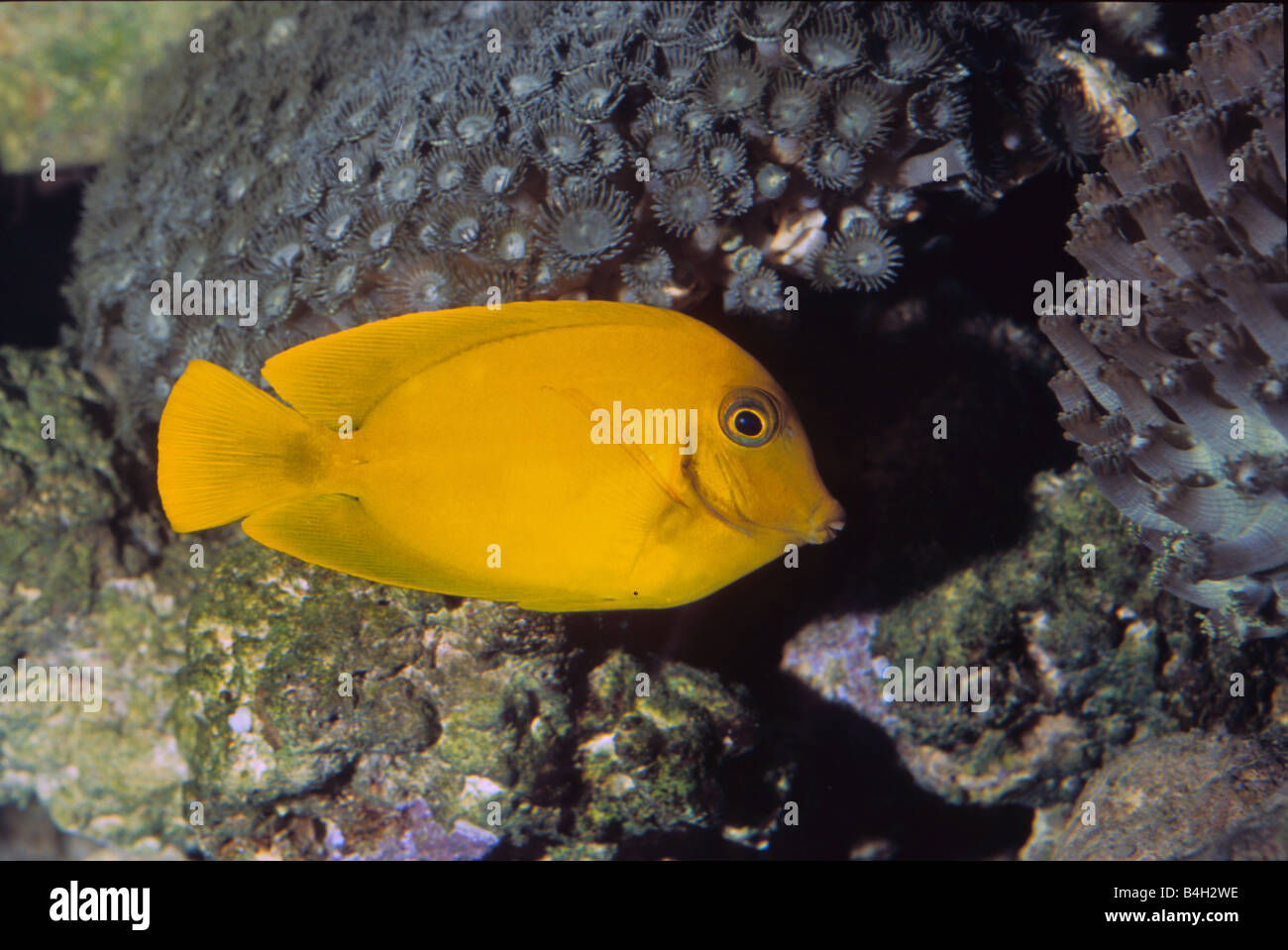 Acanthurus Pyroferus