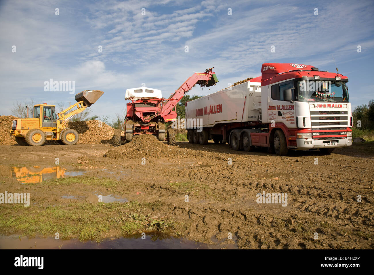 Loading Sugar Beet In A Truck Ready To Go To The Beet Factory Stock ...