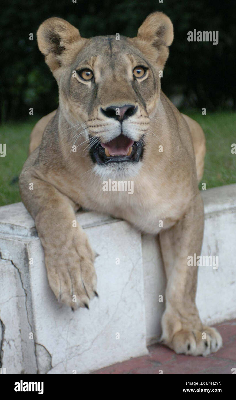 Achee hi-res stock photography and images - Alamy