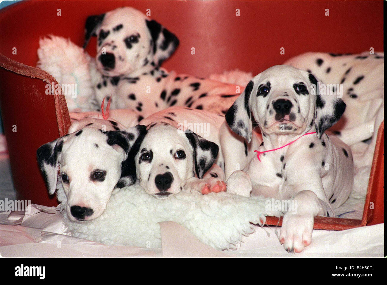 102 dalmations 2000 hi-res stock photography and images - Alamy 102 dalmations 2000 hi-res stock photography and images - Alamy