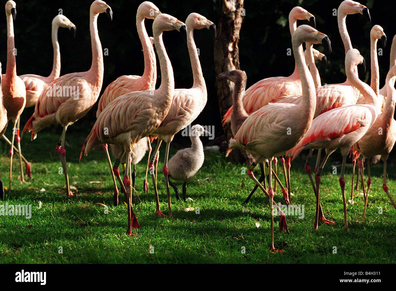 Flamingoes at Edinburgh Zoo September 2005 Edinburgh Zoo after 10 years ...