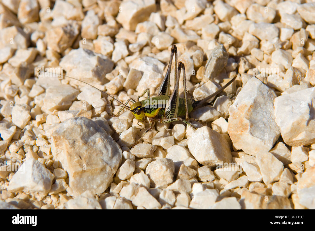 Greek insect hi-res stock photography and images - Alamy