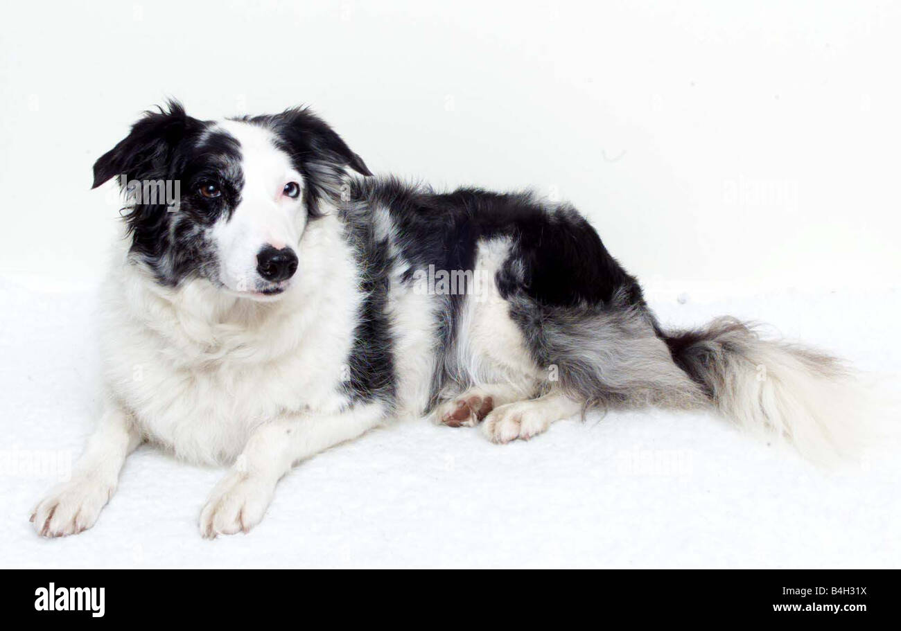 Kelly collie who member international hi-res stock photography and ...