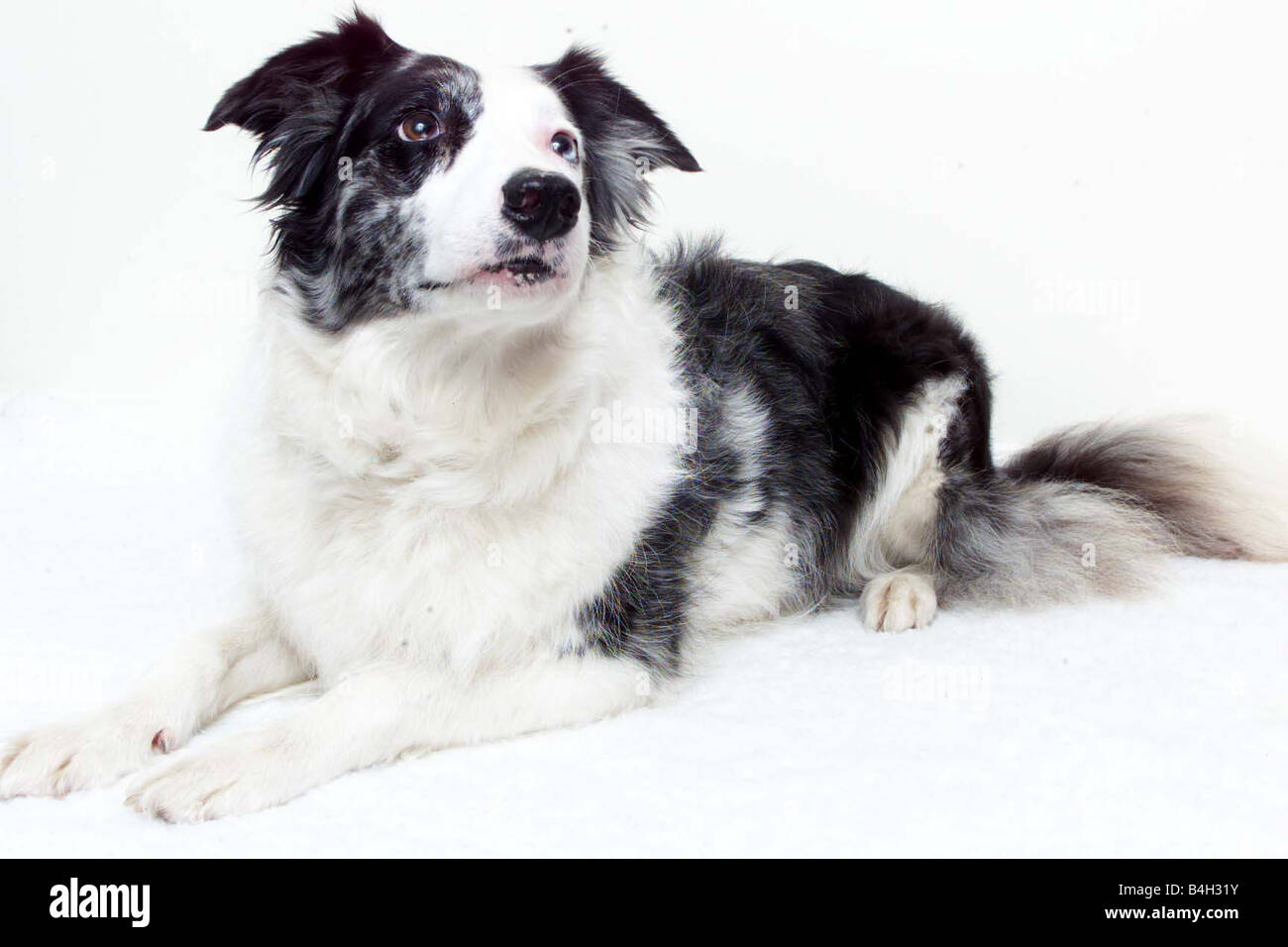 Kelly the Collie who is a member of the international rescue team Their ...