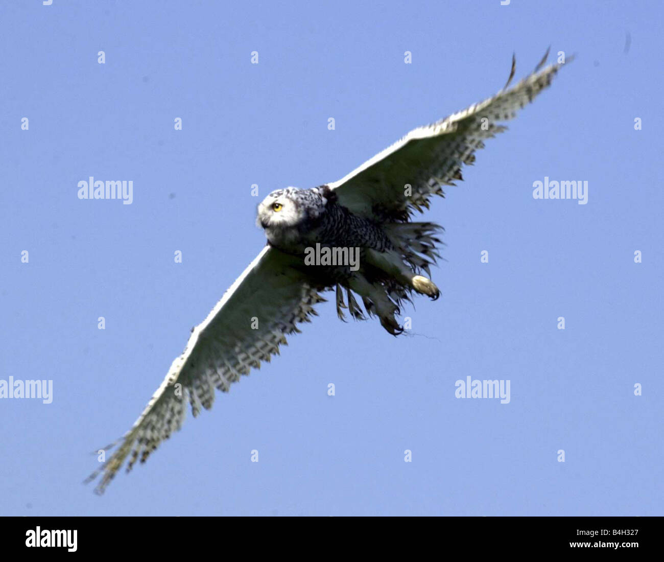 Those amazing animals hi-res stock photography and images - Alamy