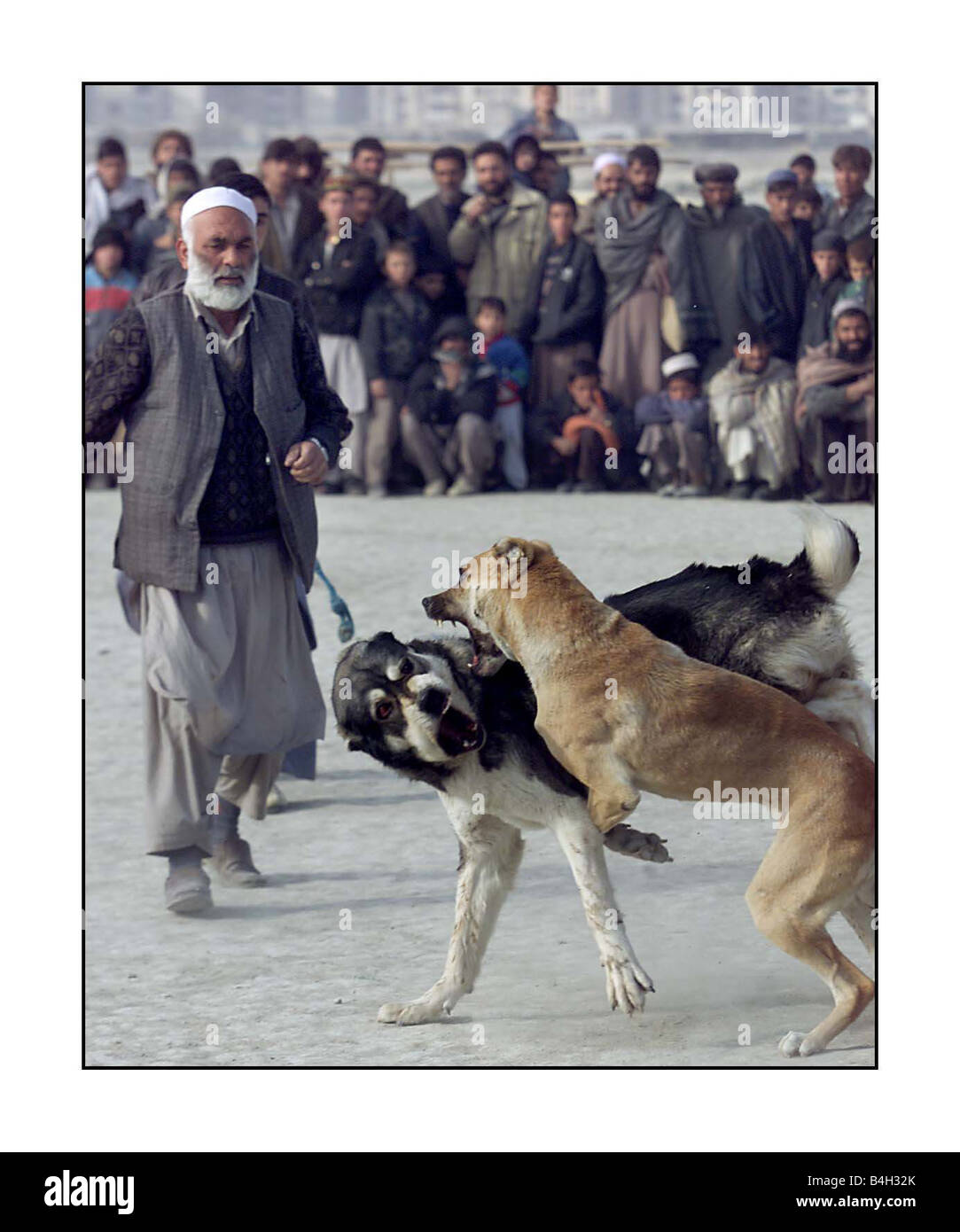 Dog Fighting Animal fighting in Kabul Afghanistan December 2001 ...