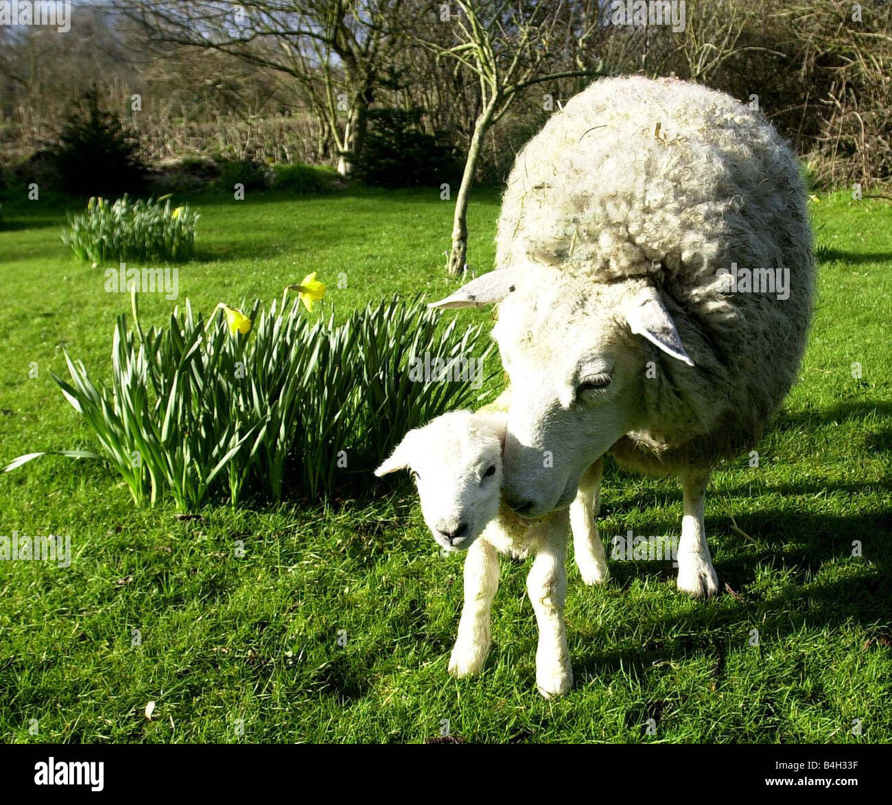 One year on from the foot and mouth epidemic a ewe looking after her 2 ...