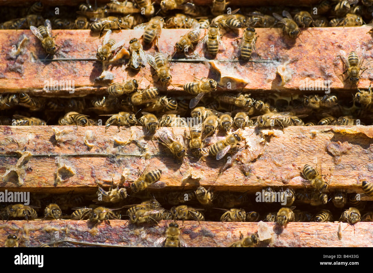 Bees in a beehive Stock Photo - Alamy