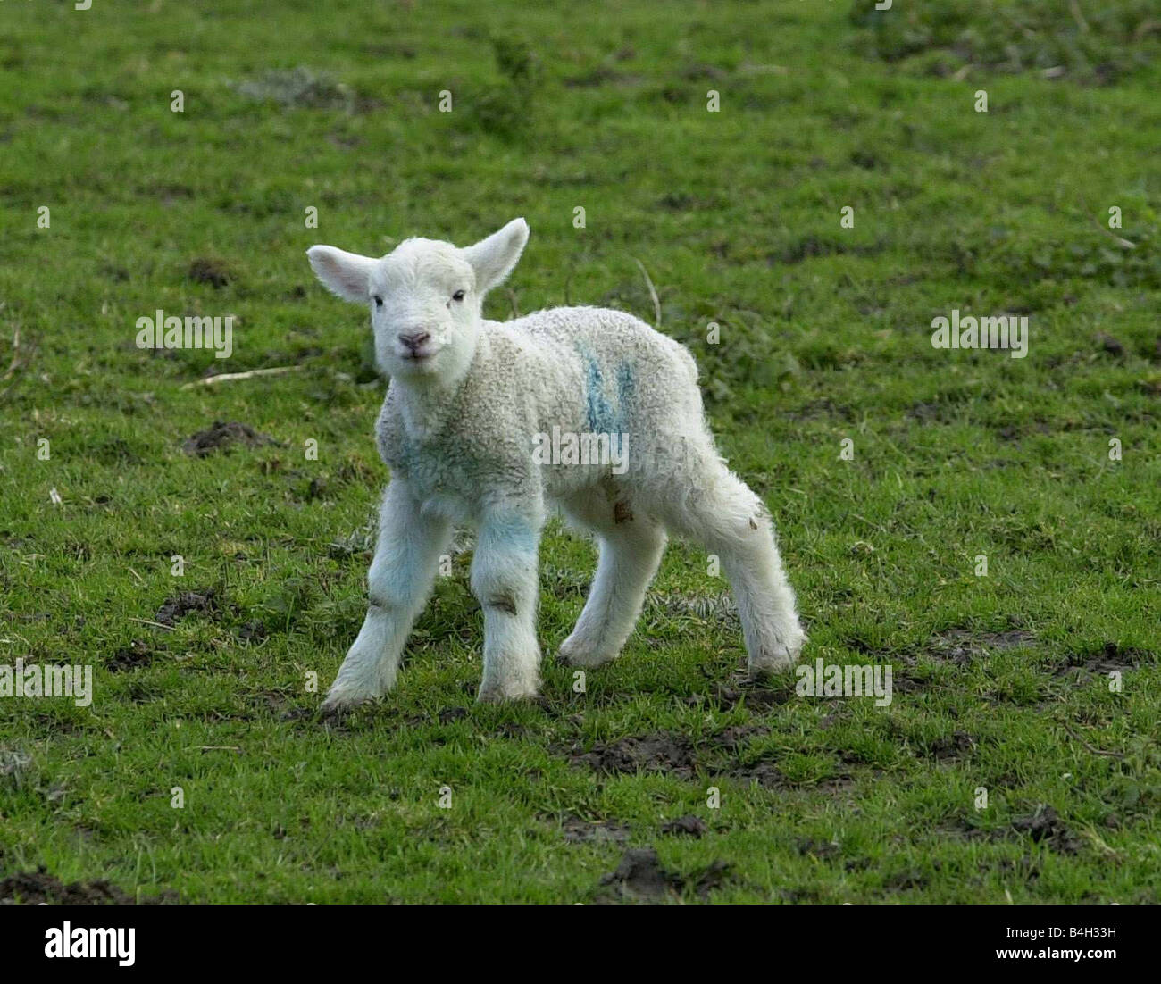 Historic Sheep And Lamb
