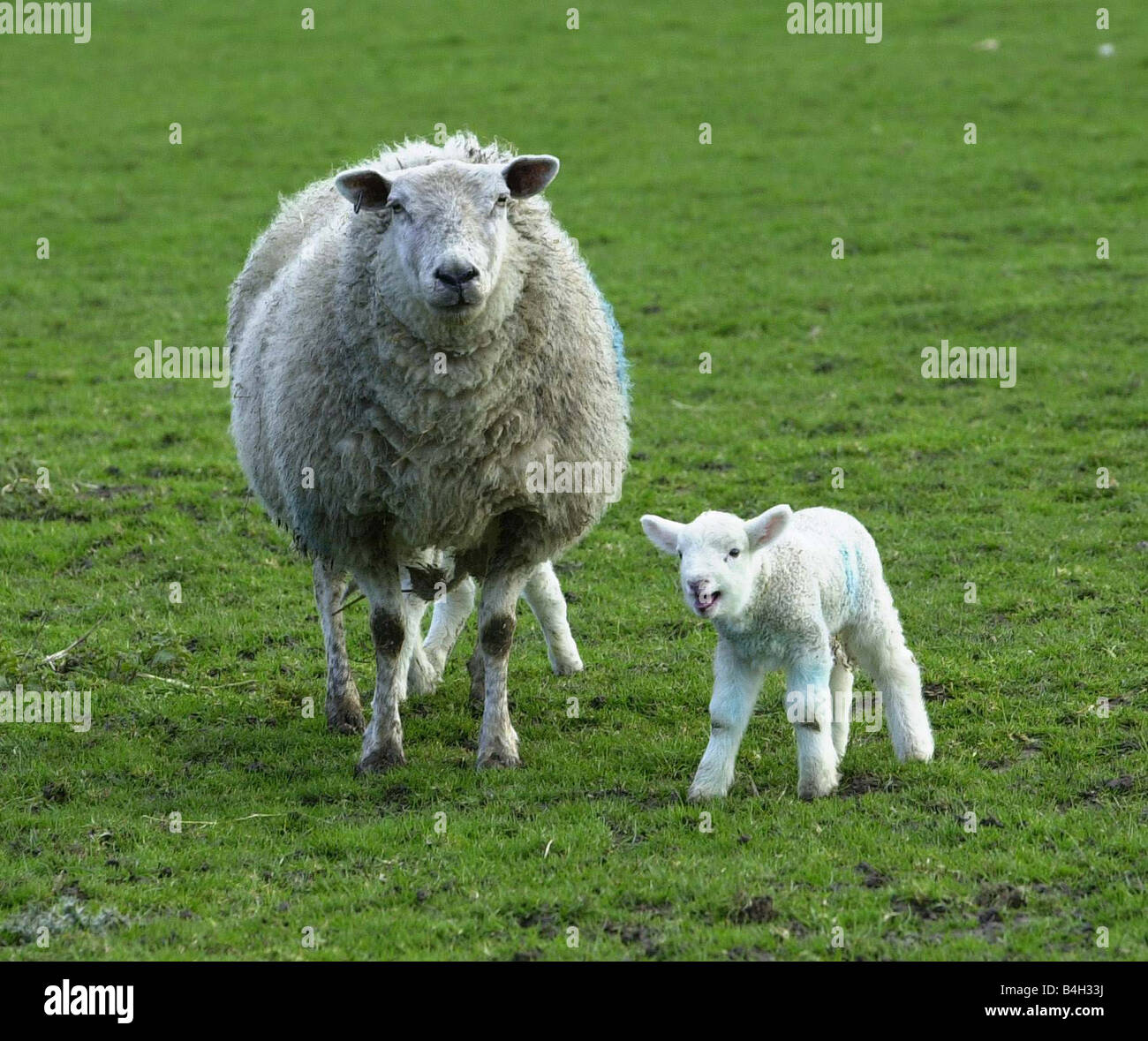 Historic Sheep And Lamb