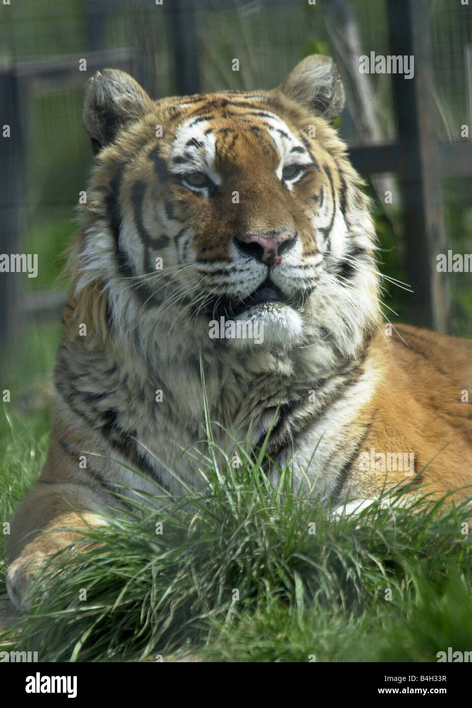 Animals Tiger April 2002 Born Free Sanctuary Kent Stock Photo - Alamy