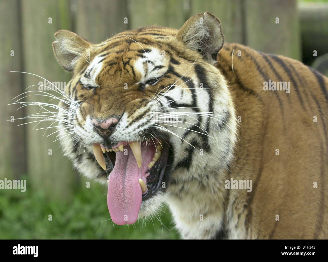 Animals Tiger April 2002 Harak Born Free Sanctuary Kent Stock Photo - Alamy