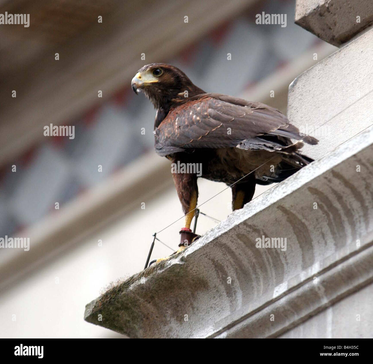 Jessie the Hawk that is used to scare away pigeons from government ...