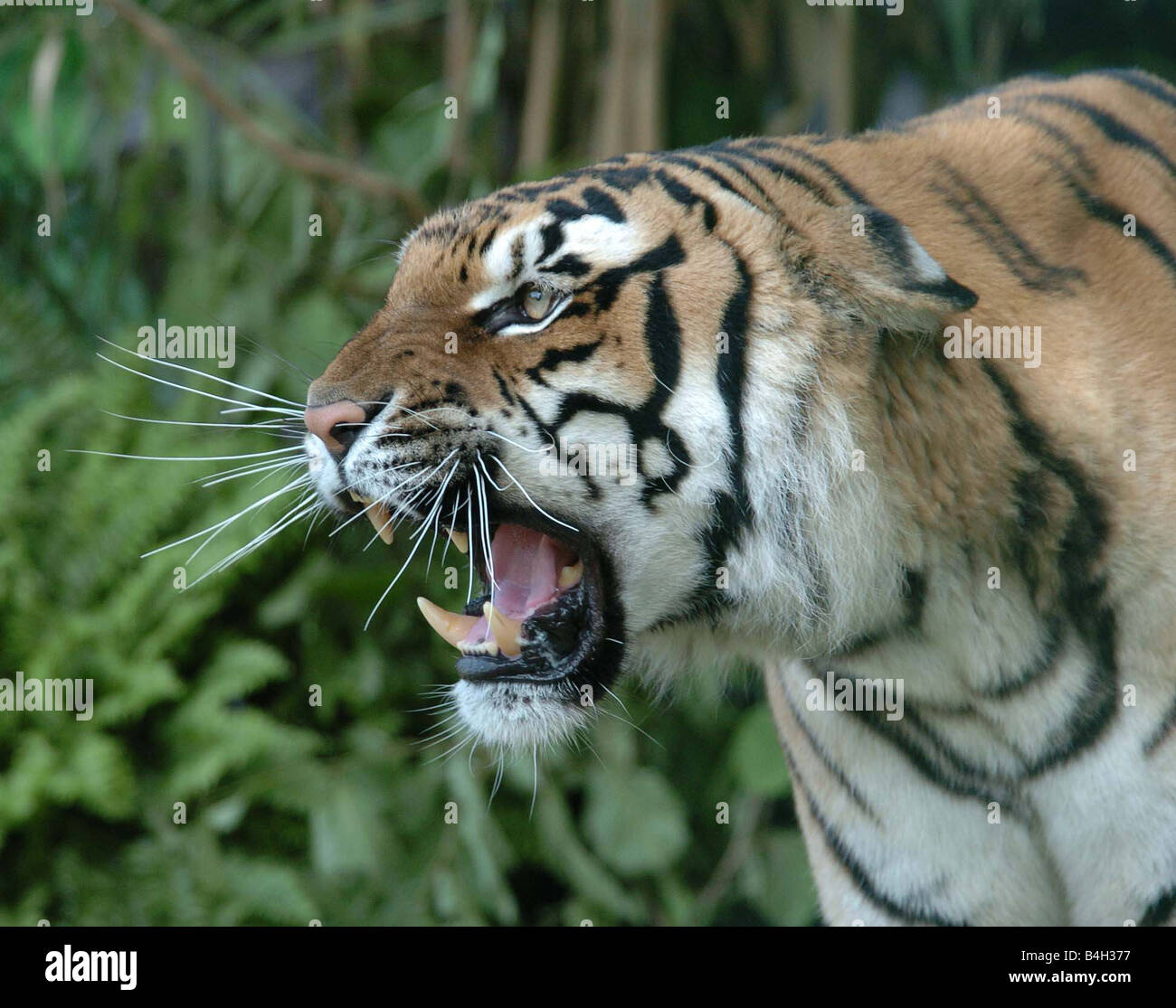 Themis the Tiger October 2004 Themis who was one of the tigers in the ...