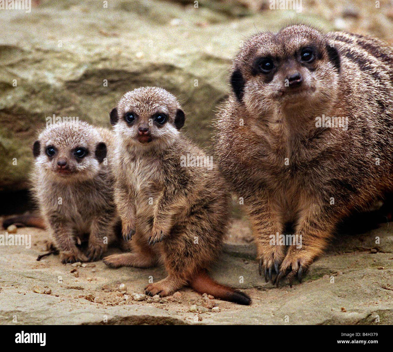 Edinburgh zoo meerkat hi-res stock photography and images - Alamy