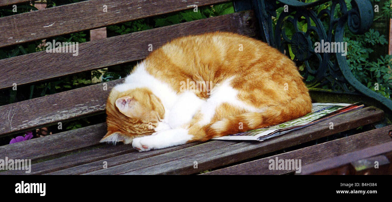 Jake the cat hi-res stock photography and images - Alamy