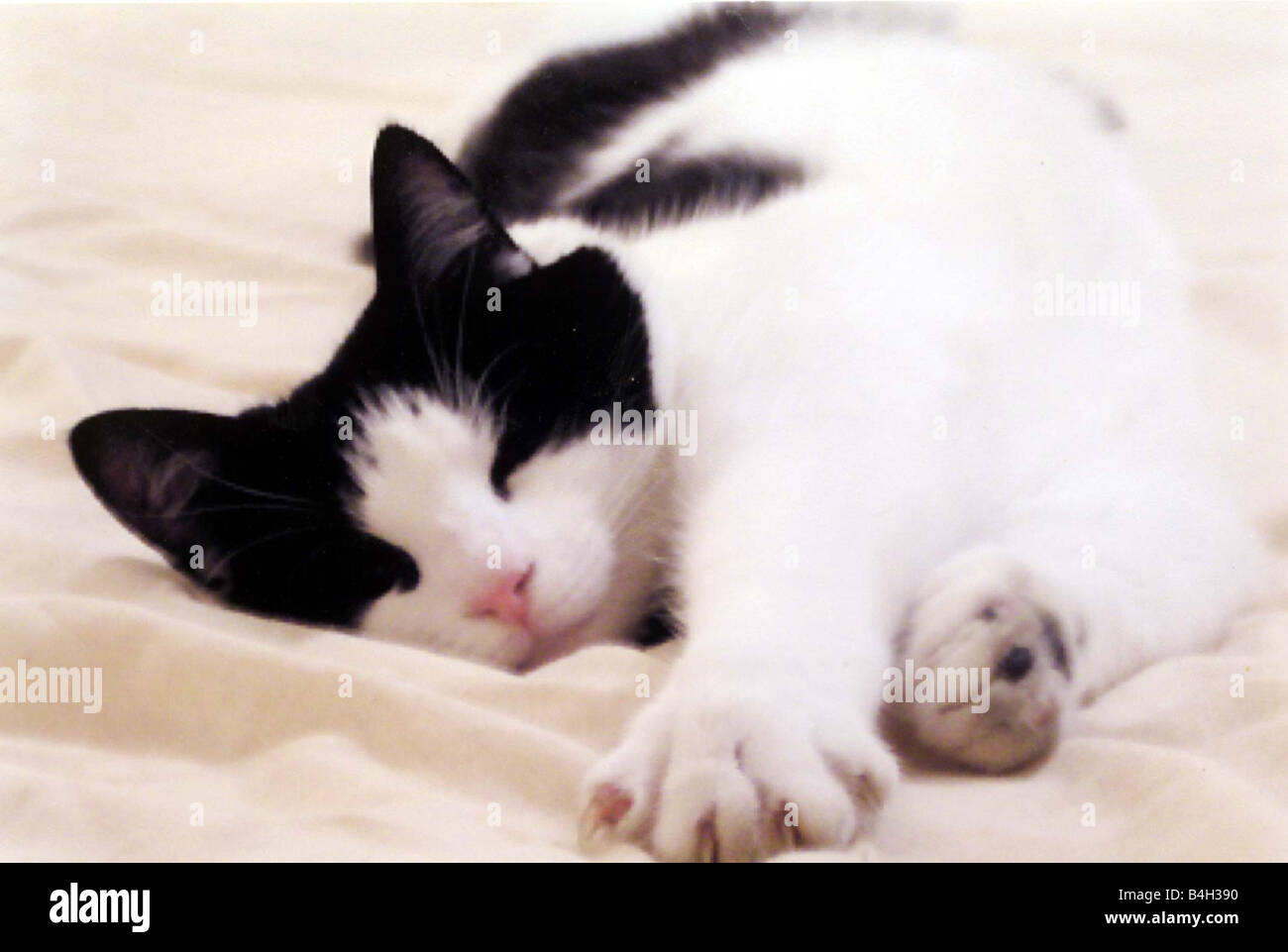 Puss Puss cat Pet of the Week February 2005 Stock Photo - Alamy