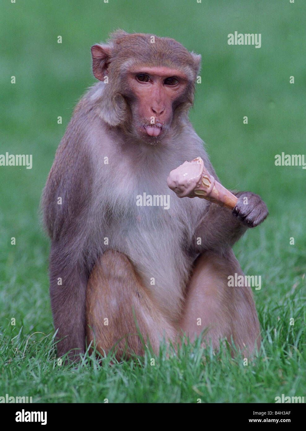 A Rhesus monkey caught eating an ice cream cone at Blair Drummond ...