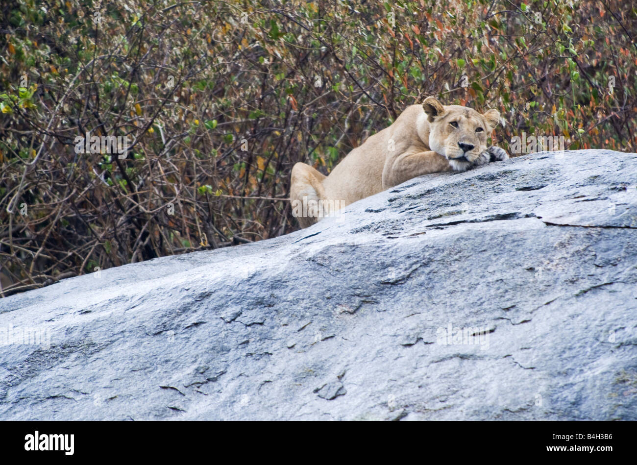 Tanzania Serengeti National Park Lobo area a lion panthera leo Stock ...