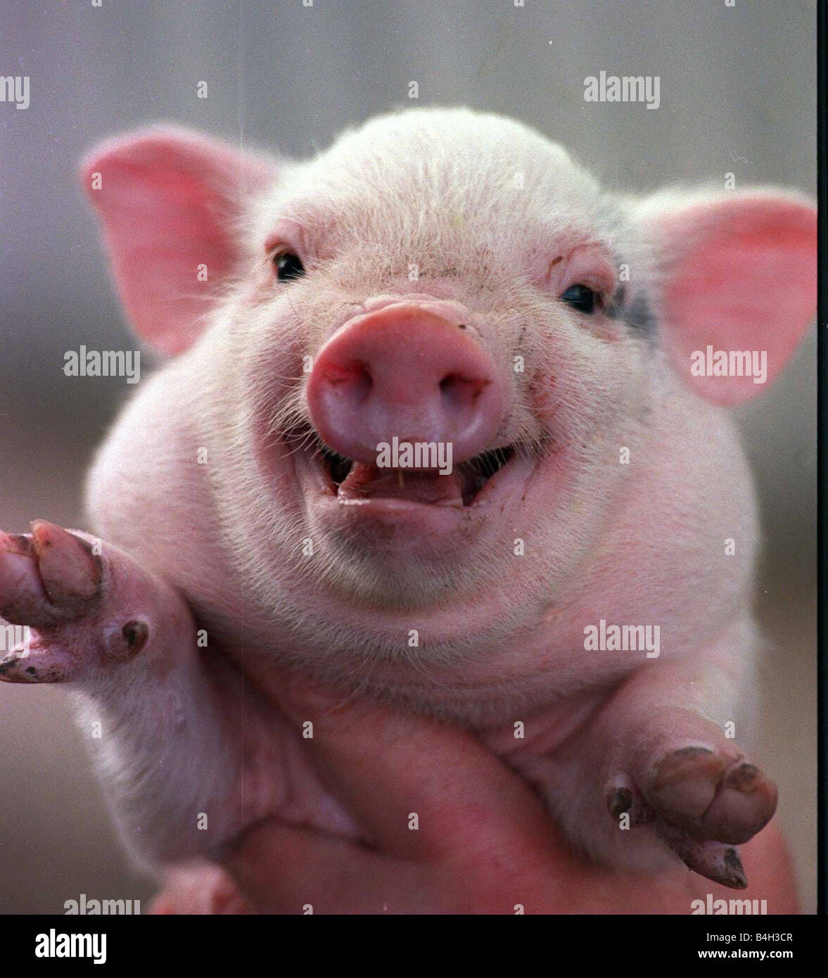 A young pot-bellied pig born at Glasgow Zoo on the day of the Scotland ...