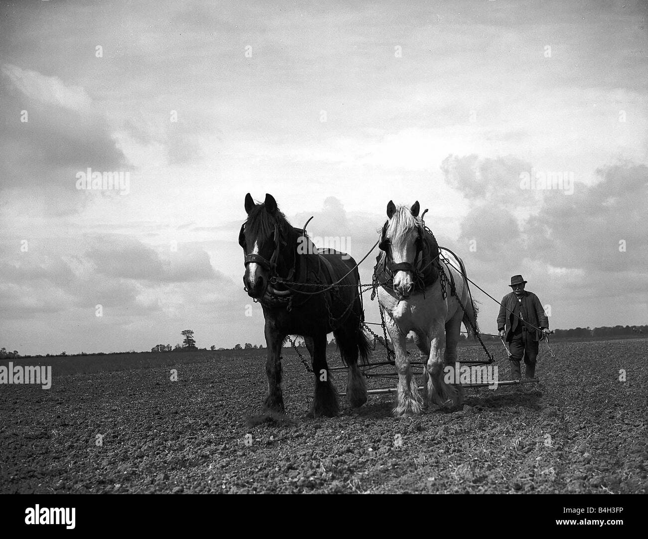 A man on a farm harvesting in a field with his two horses circa 1935 ...