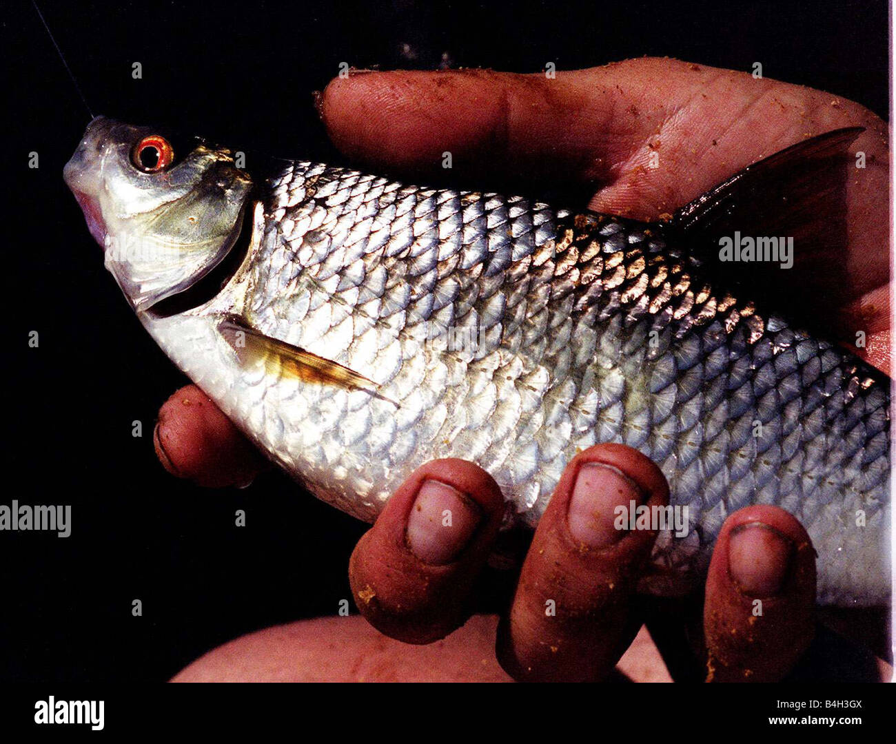 Guinness Fish High Resolution Stock Photography and Images - Alamy