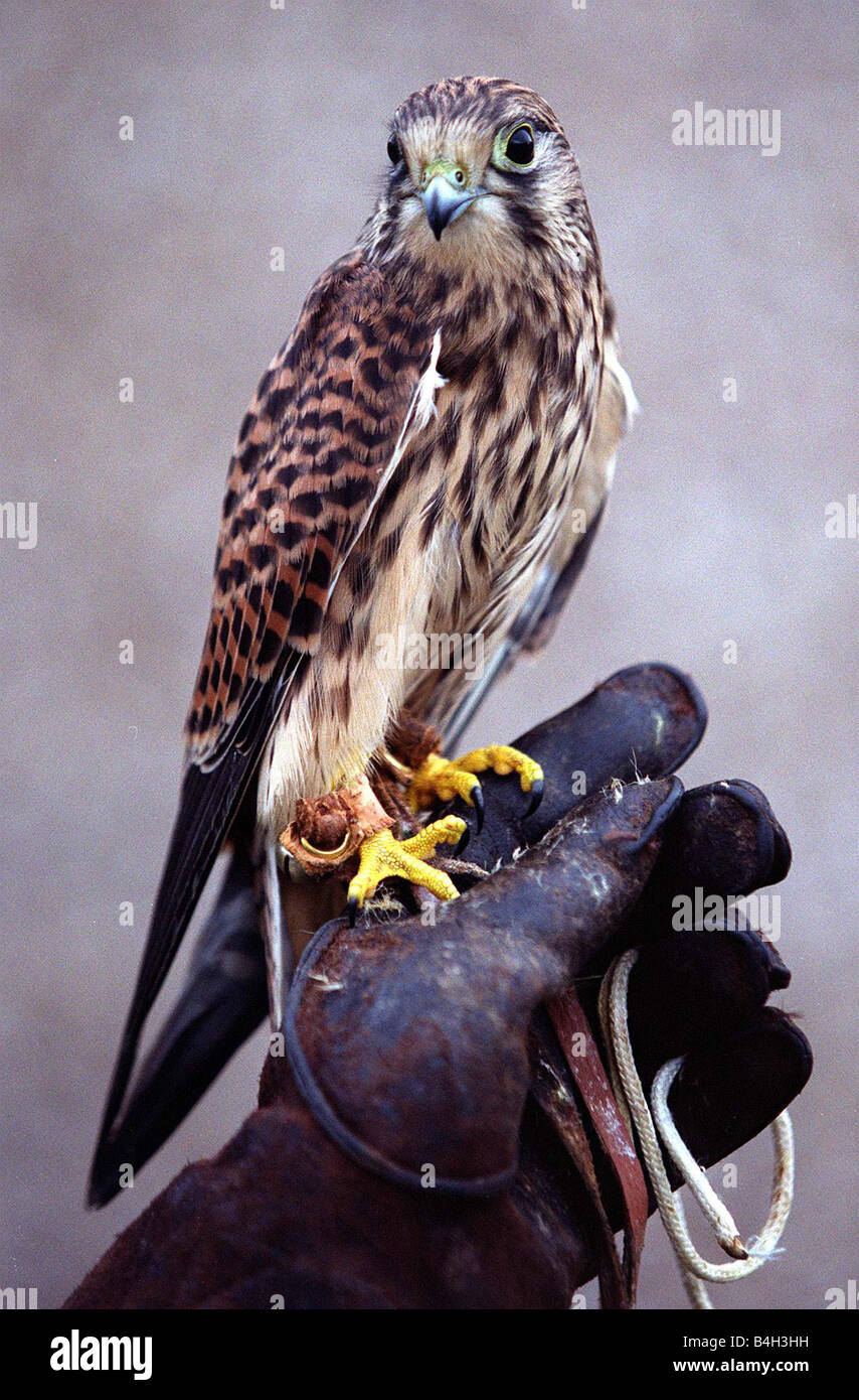 Kestrel September 2000 A Kestrel one of John Carmichael s birds of prey ...