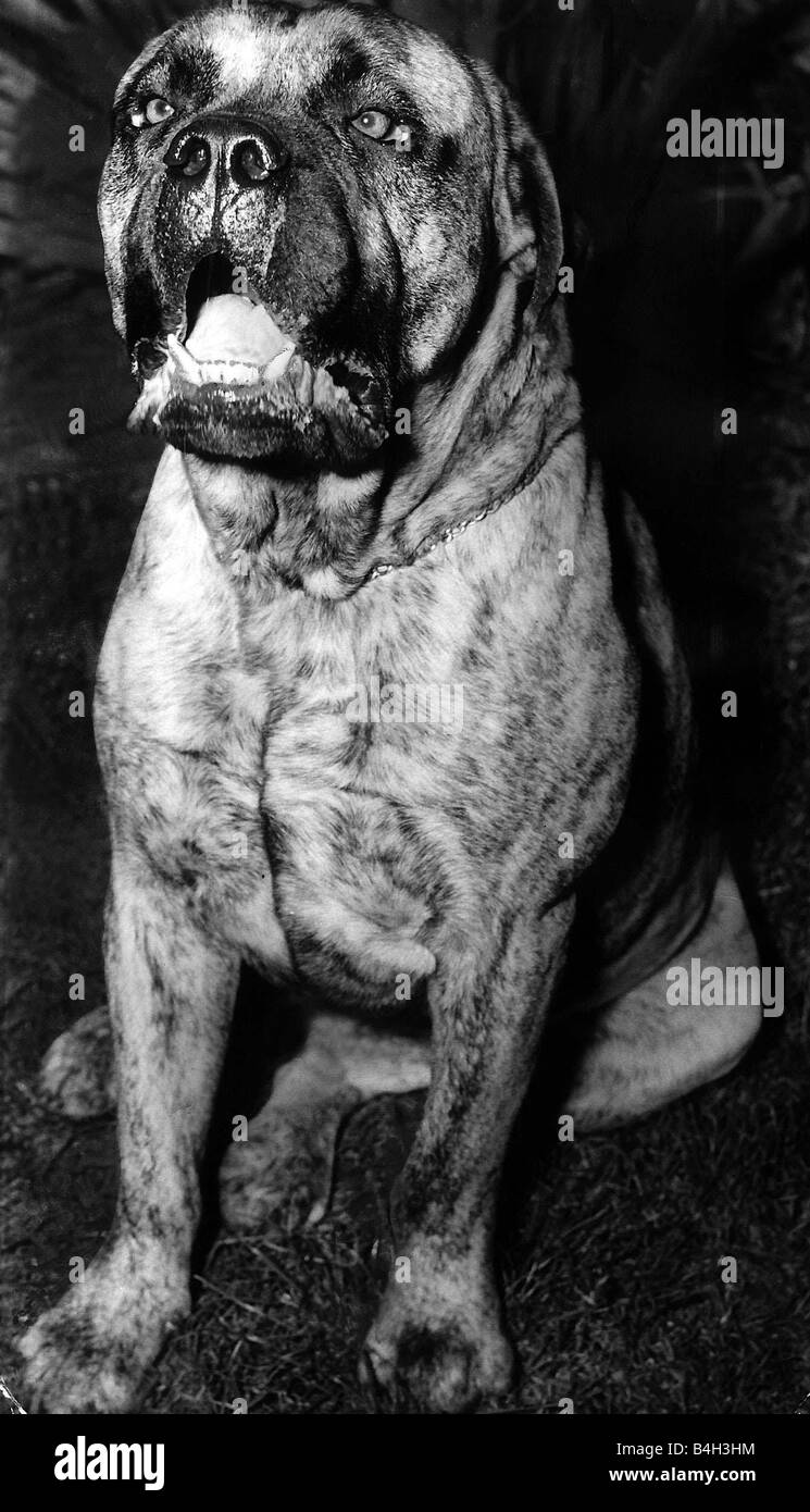 Bullmastiff Dog December 1953 Stock Photo - Alamy