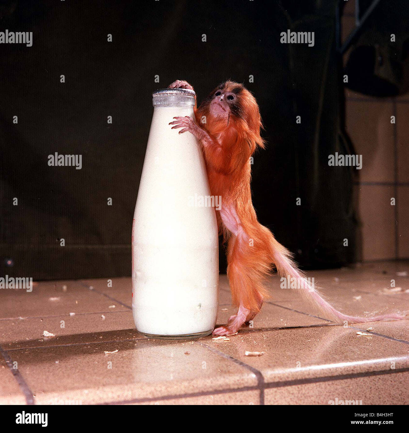 Animals Monkies Tamorind Monkey circa 1986 Stock Photo - Alamy