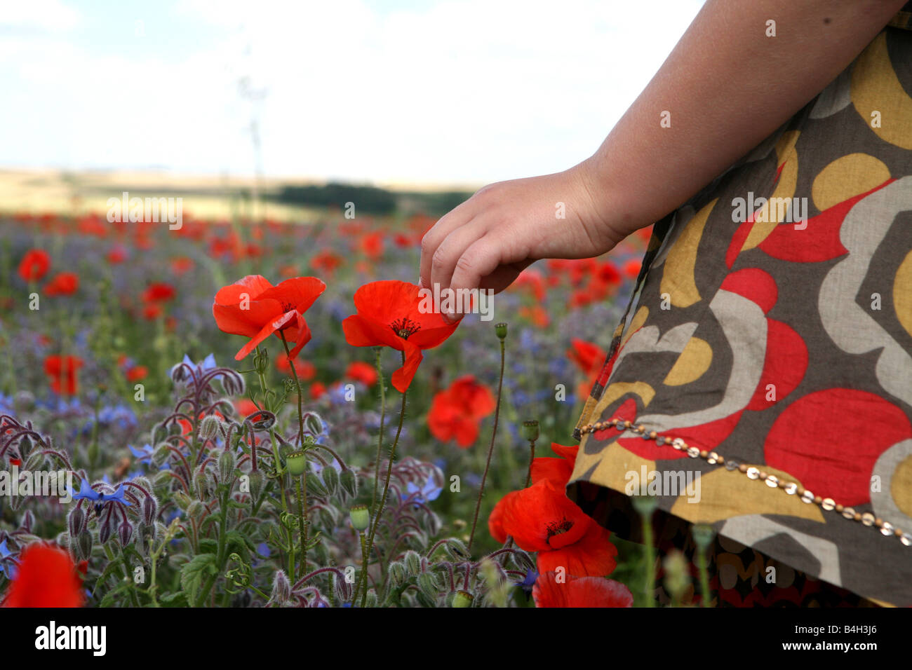 Poppy field in Lincolnshire with children playing Stock Photo - Alamy