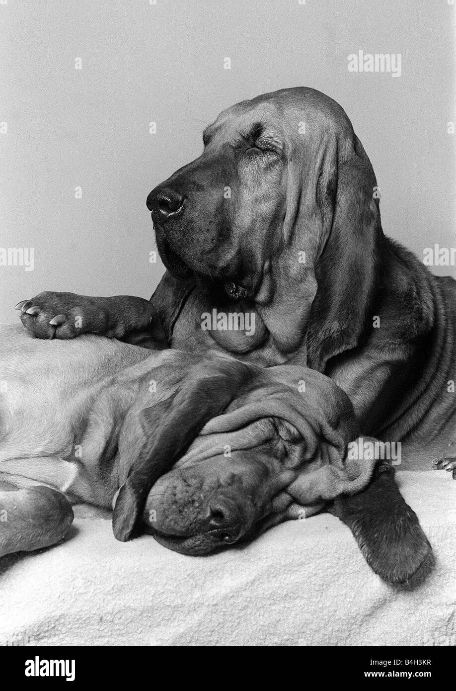 Saint henry hi-res stock photography and images - Alamy