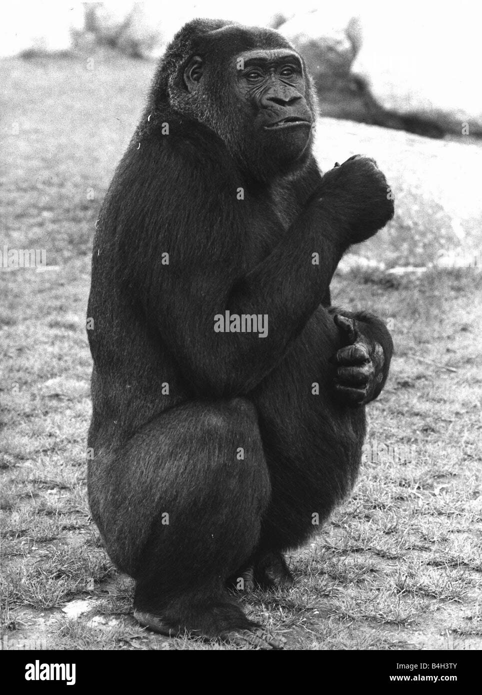 Gorilla pregnant hi-res stock photography and images - Alamy