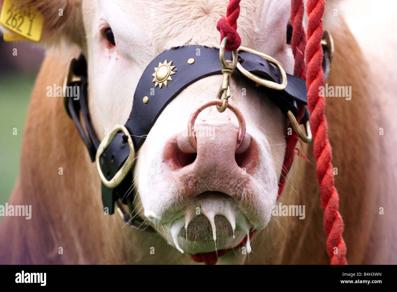 Balmoral Show At The King s Hall In Belfast May 2002 A prize winning ...