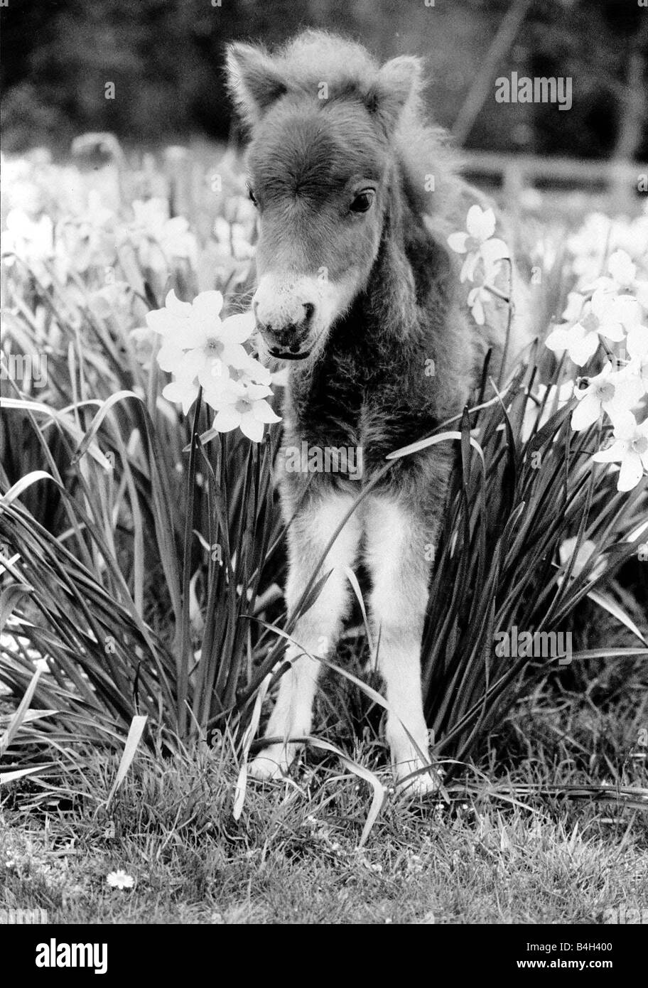 Falabella horse Black and White Stock Photos & Images - Alamy