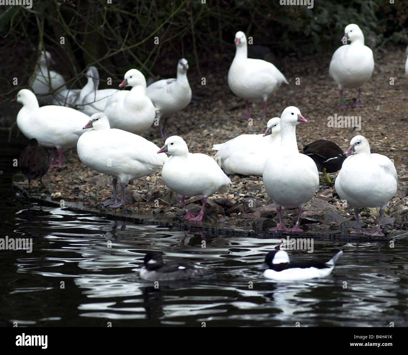 Castle Espie Wildfowl and Wetlands Centre October 2002 Snow Geese at ...