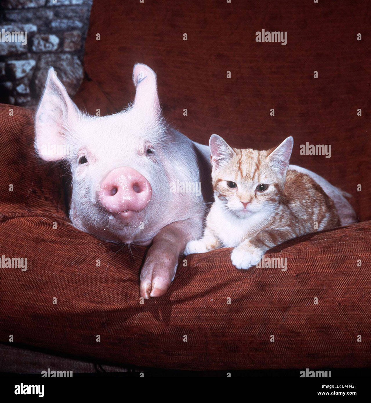 Pinky the Pig October 1984 with kitten Stock Photo - Alamy