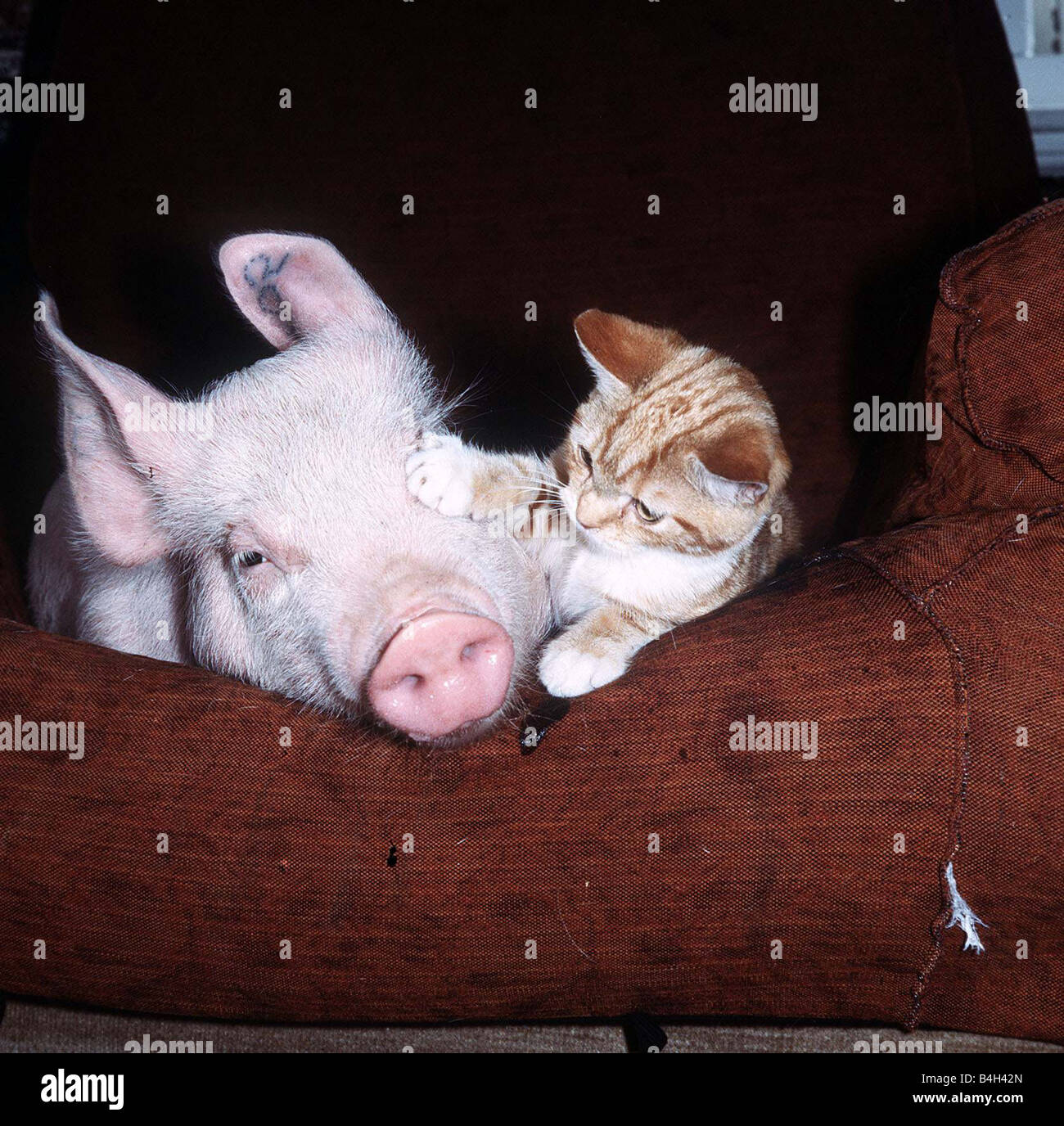 Pinky the Pig October 1984 with kitten Stock Photo - Alamy