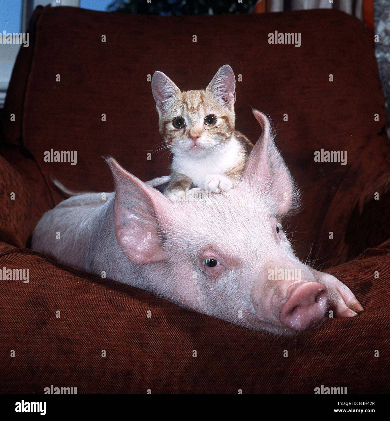 Pinky the Pig October 1984 with kitten Stock Photo - Alamy